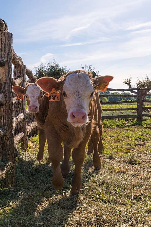 La Fromagerie de Lorgues - LA FERME DE LA TREMBLAYE